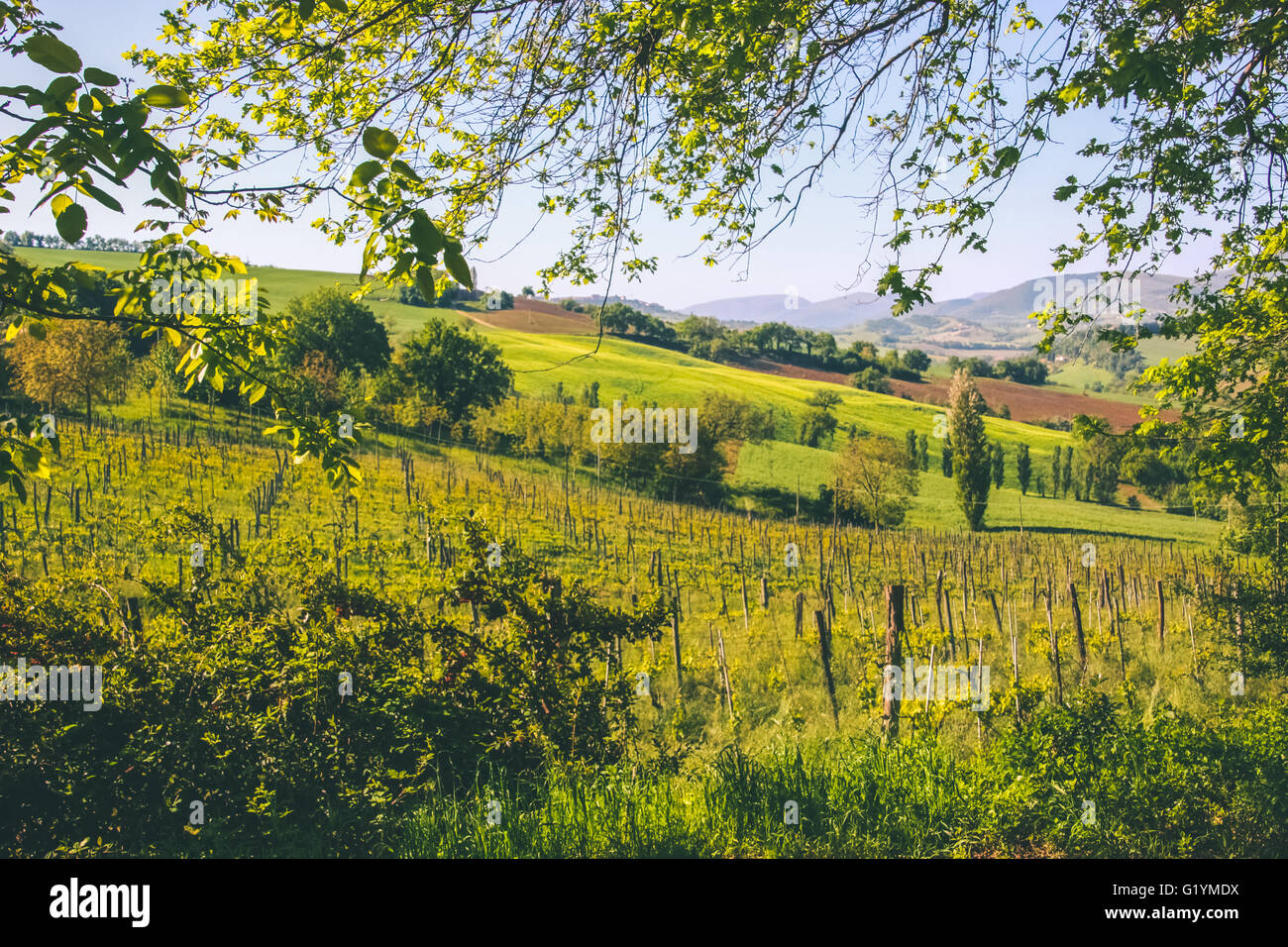 Vineyards italy hi-res stock photography and images - Alamy