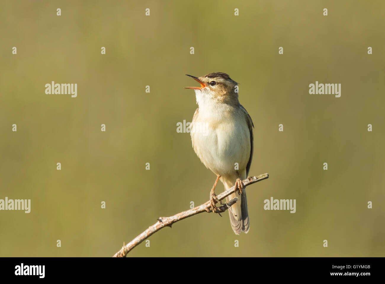 Closeup of a Sedge Warbler bird, Acrocephalus schoenobaenus, singing to attract a female during ...