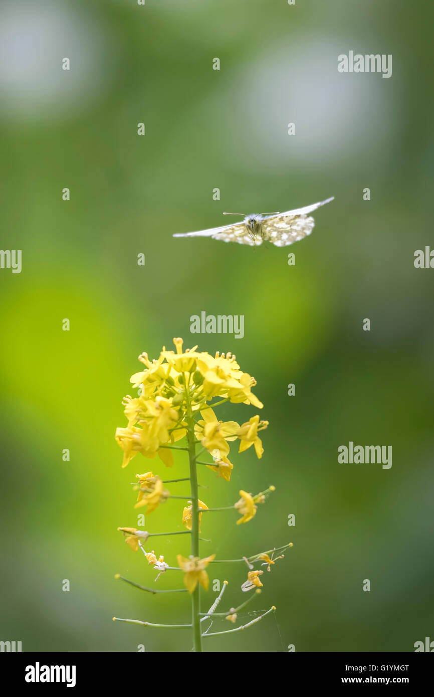 Yellow flying butterfly hi-res stock photography and images - Alamy