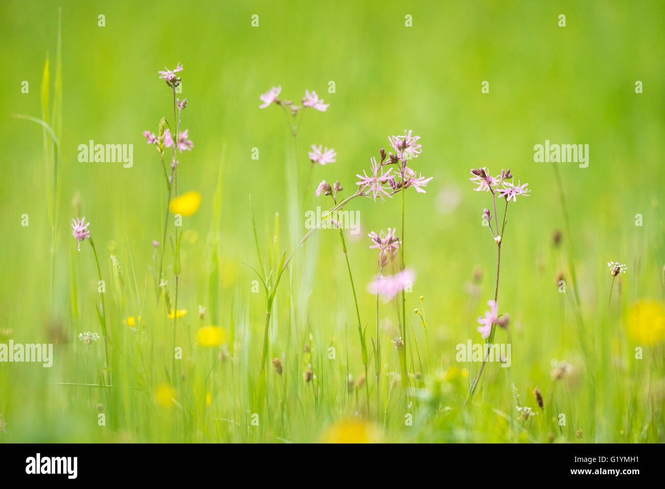 Ragged-Robin flowers, Lychnis flos-cuculi, blooming in a meadow with ...
