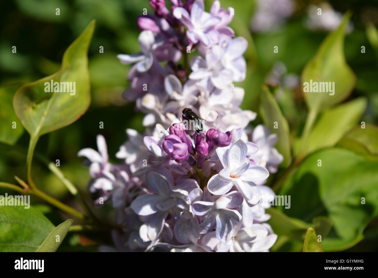 Lilac flower and insect hi-res stock photography and images - Alamy