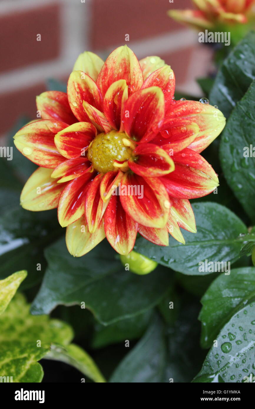 Flower with water droplets after a spring rain Stock Photo - Alamy