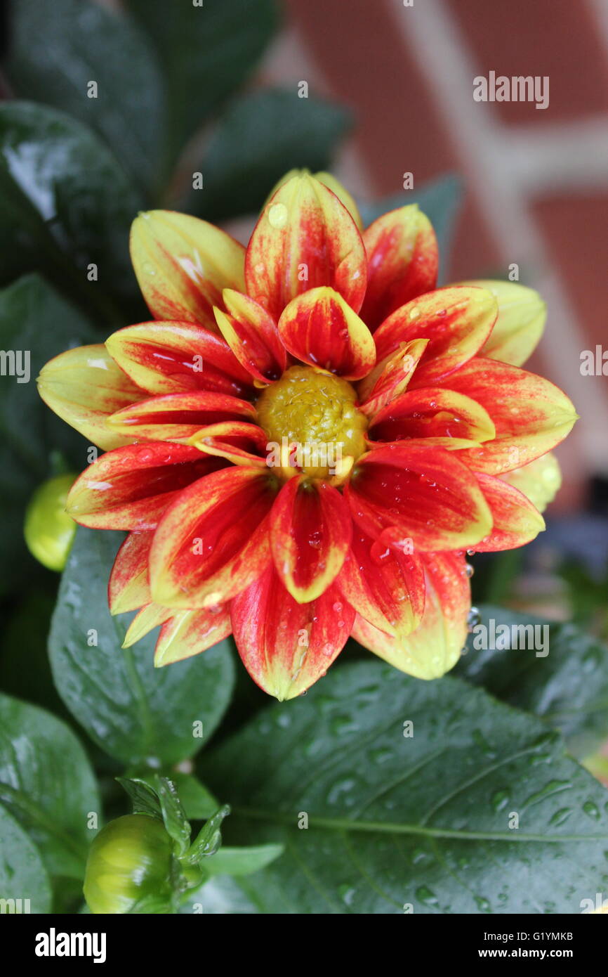 Flower spring rain hi-res stock photography and images - Alamy