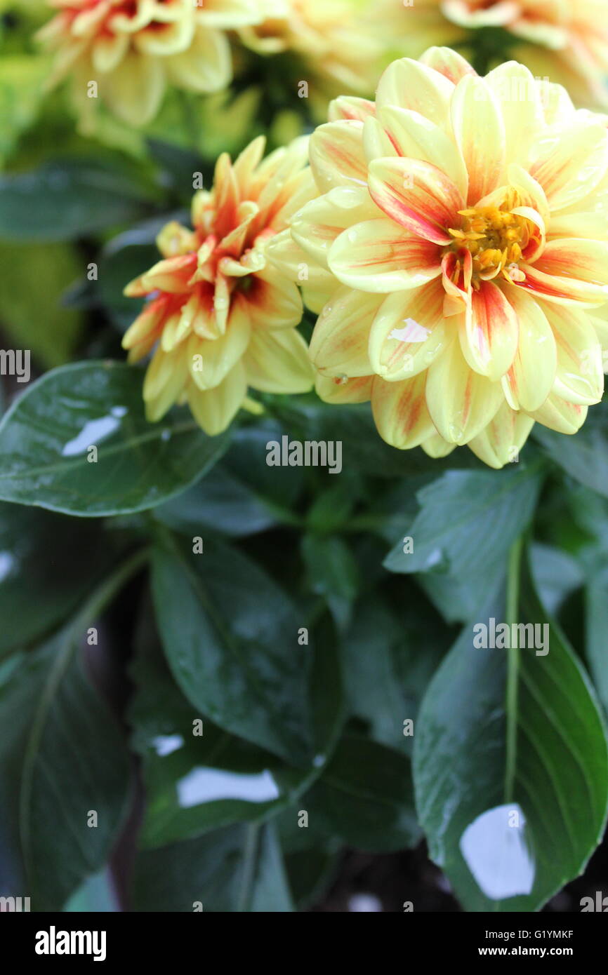 Spring flowers after a rain Stock Photo - Alamy