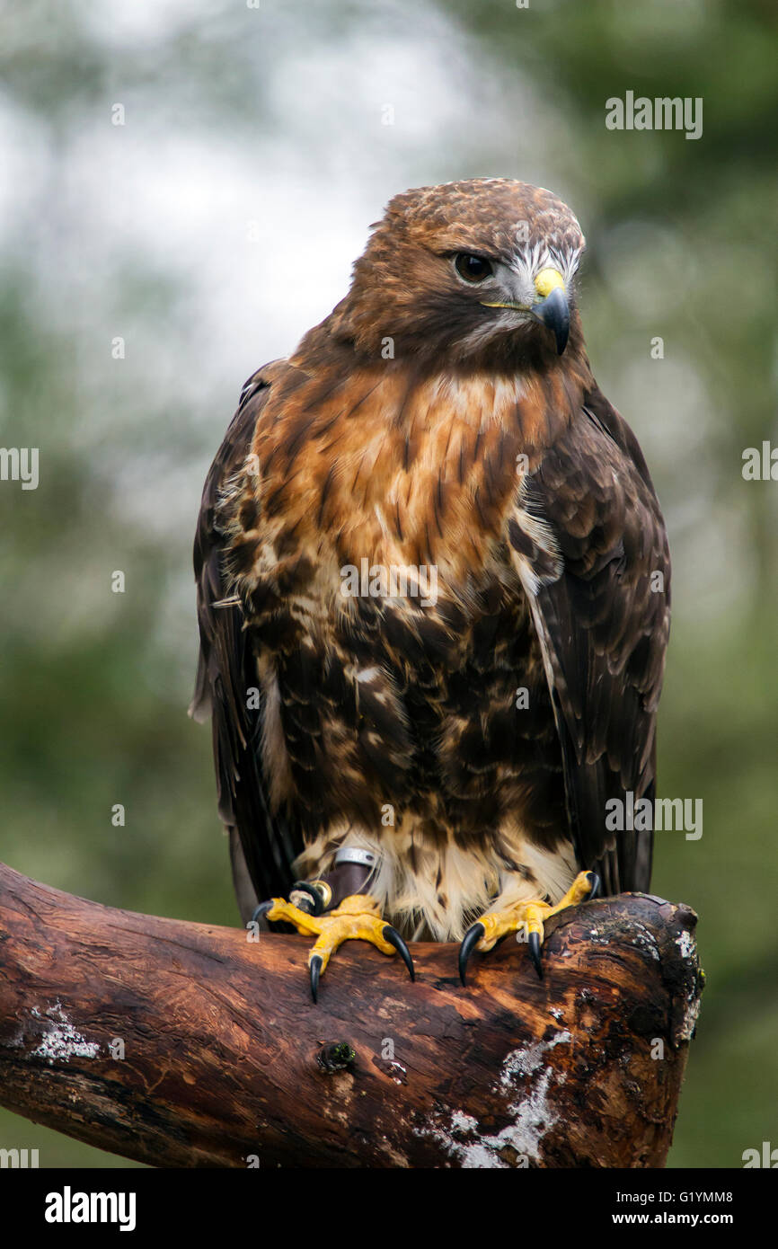 Red Tail Hawk Standing on an old tree Stock Photo - Alamy