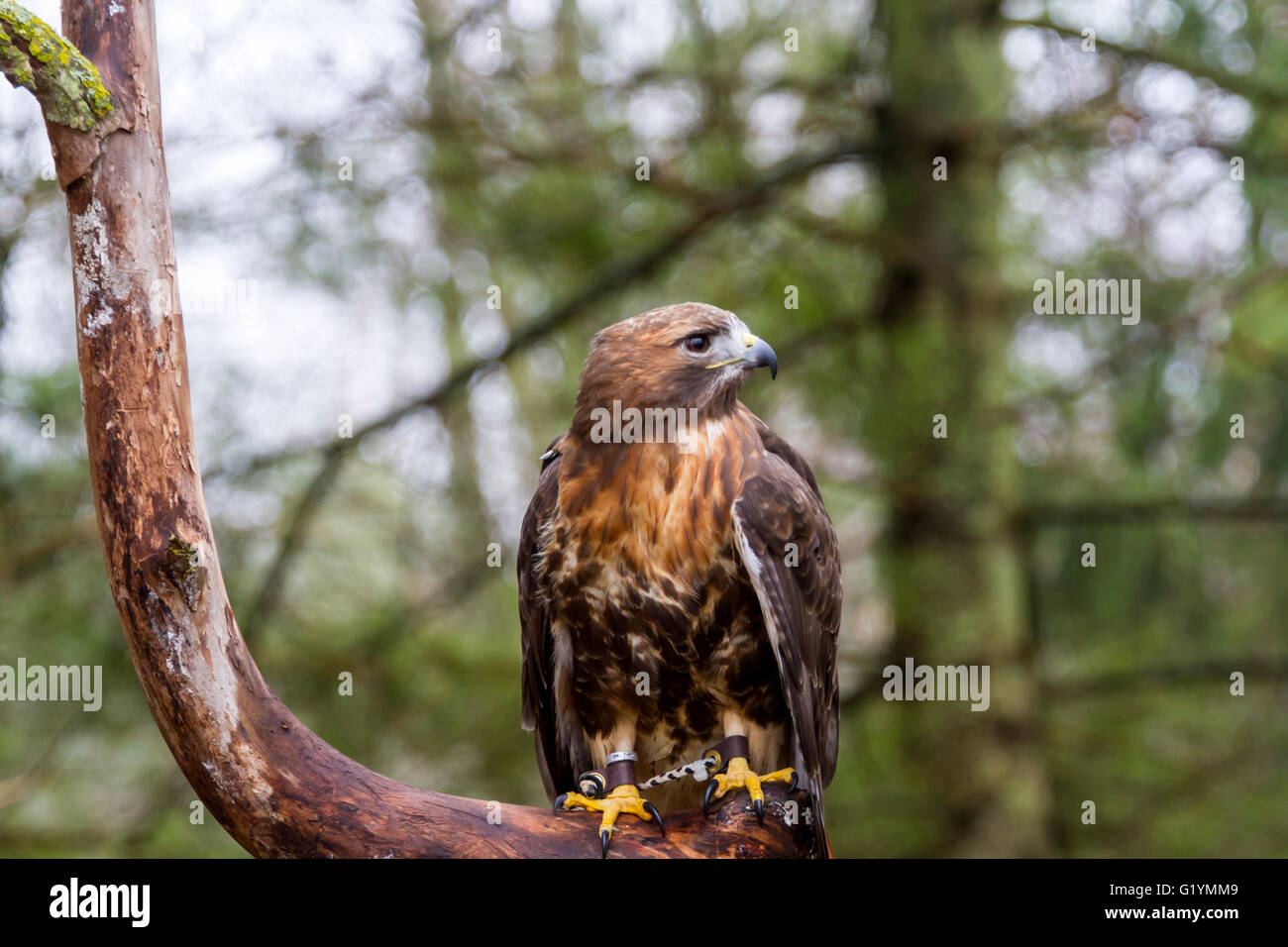 Red Tail Hawk Standing on an old tree Stock Photo - Alamy