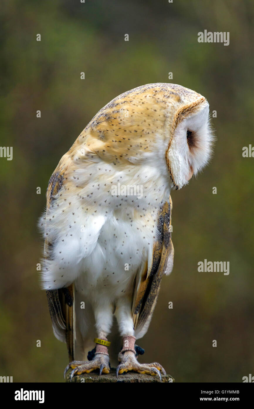 male barn owl standing on a post Stock Photo - Alamy