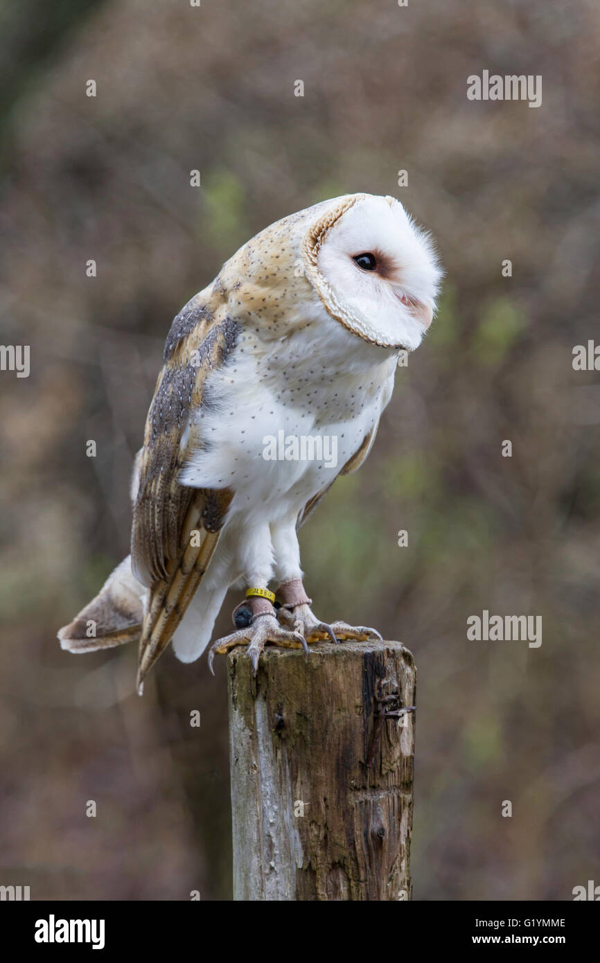 male barn owl standing on a post Stock Photo - Alamy