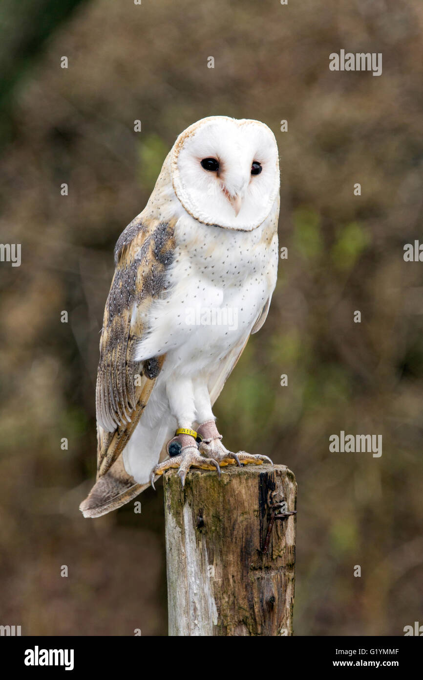 male barn owl standing on a post Stock Photo - Alamy