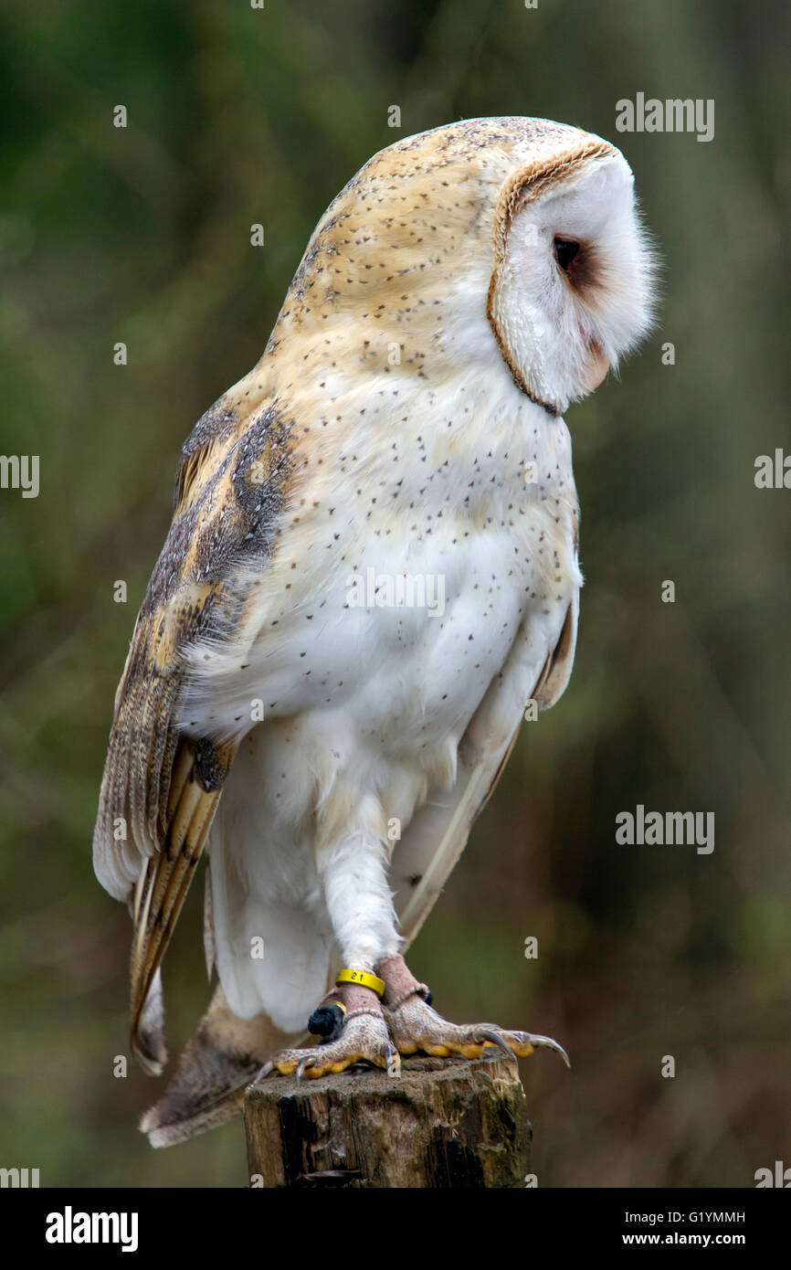 male barn owl standing on a post Stock Photo - Alamy