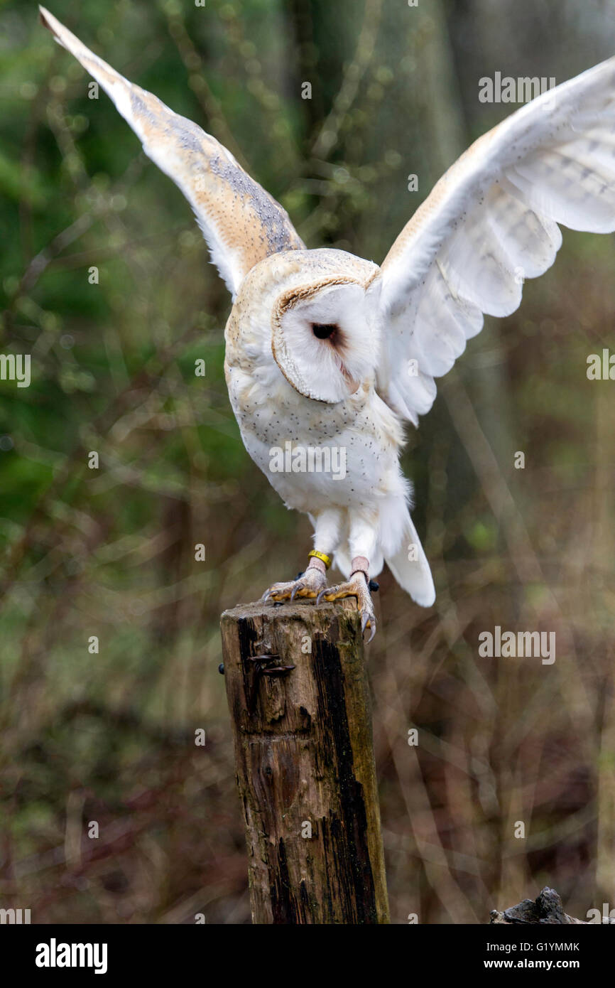male barn owl standing on a post Stock Photo - Alamy