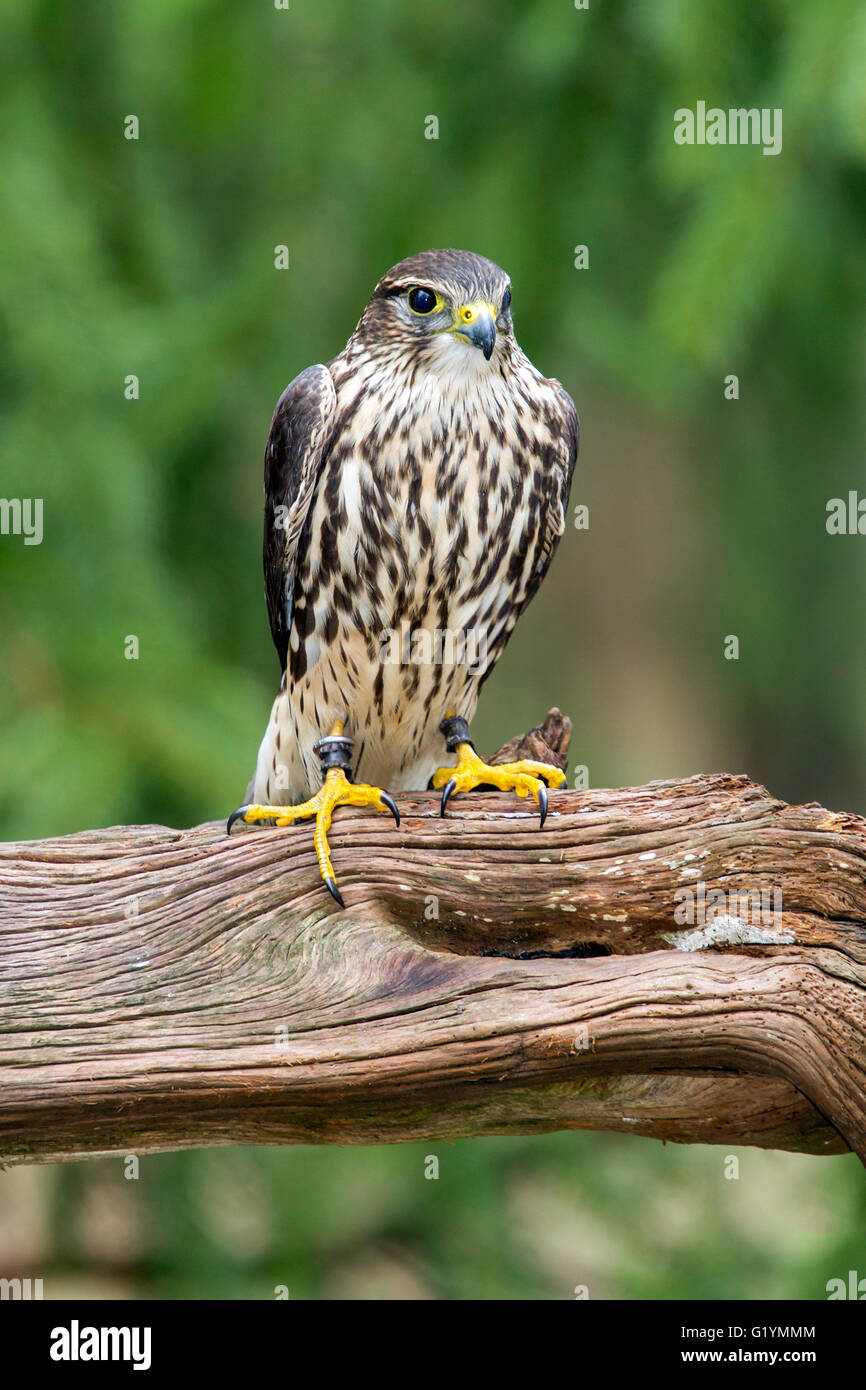 Female merlin hi-res stock photography and images - Alamy