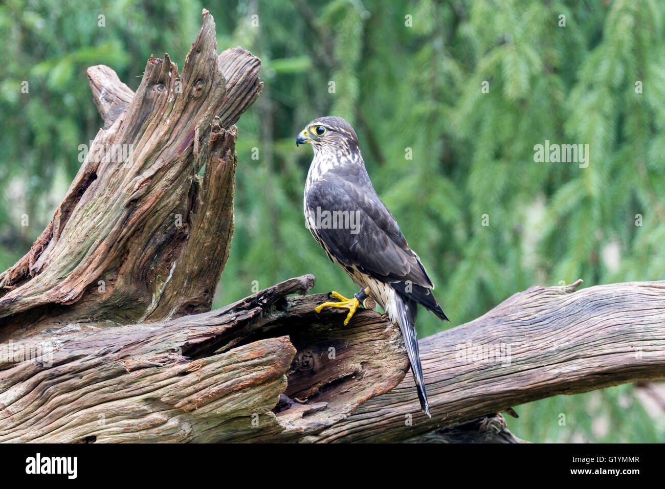 Female Merlin standing on a stump Stock Photo - Alamy