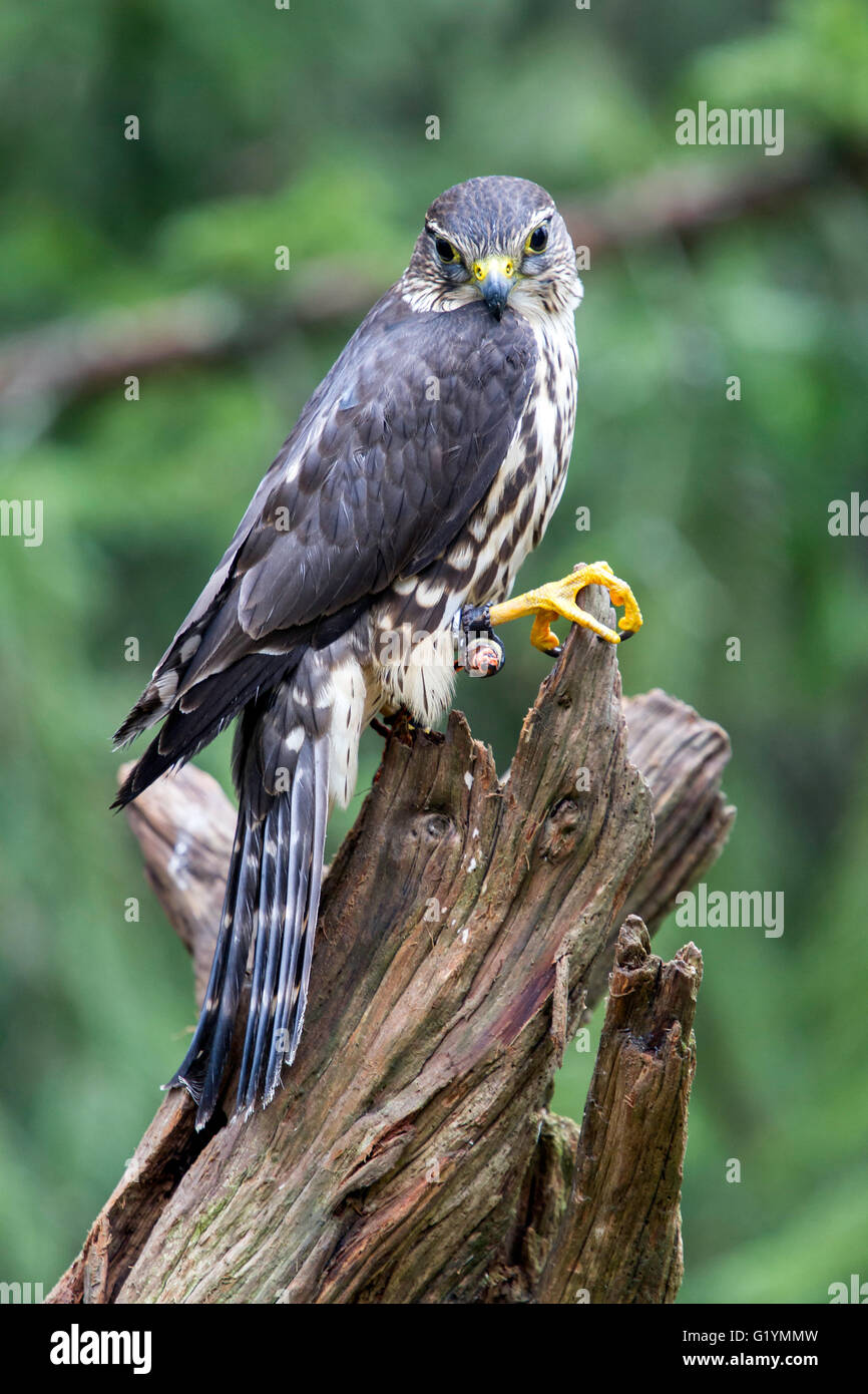 Female merlin hi-res stock photography and images - Alamy