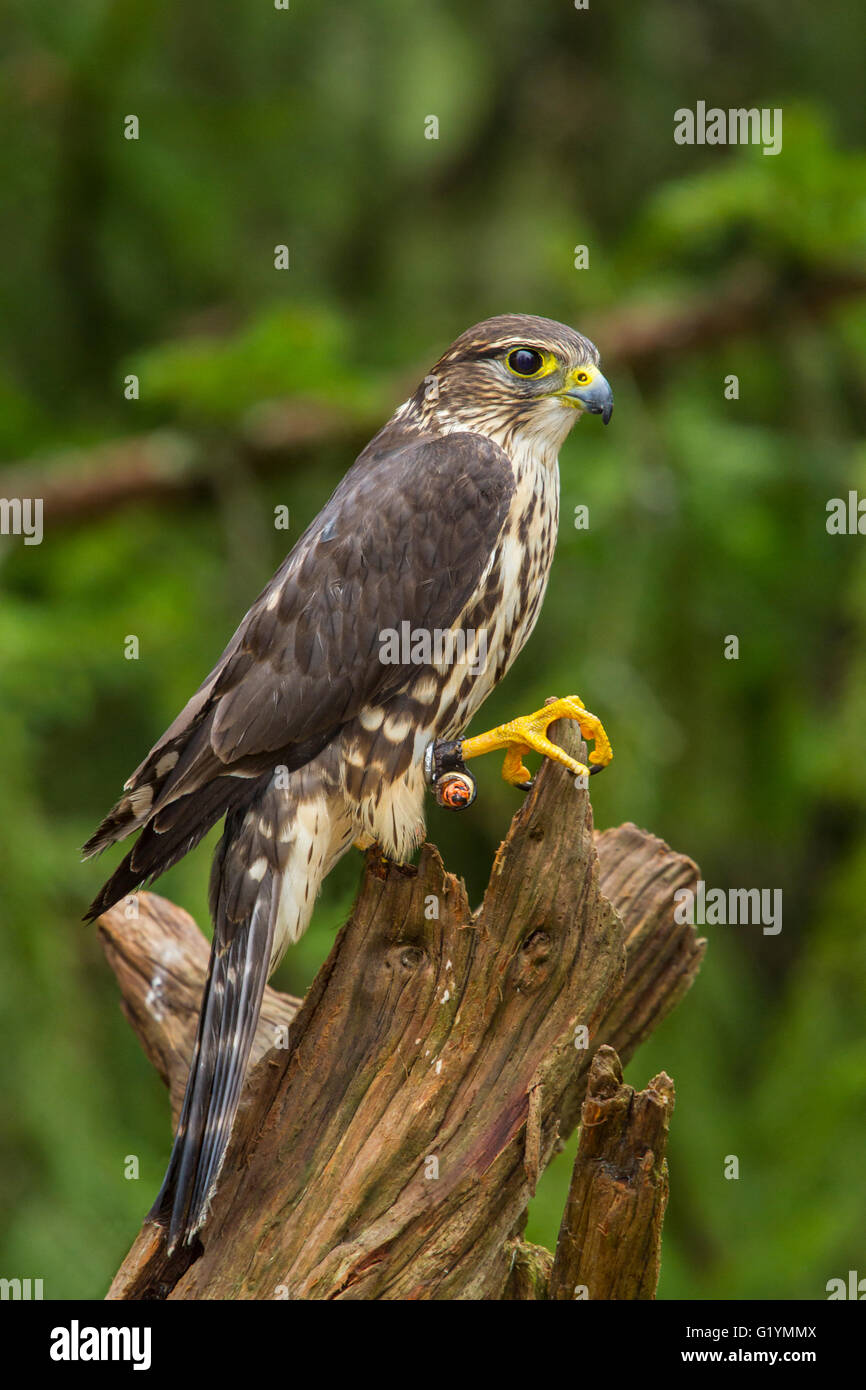 Female merlin hi-res stock photography and images - Alamy