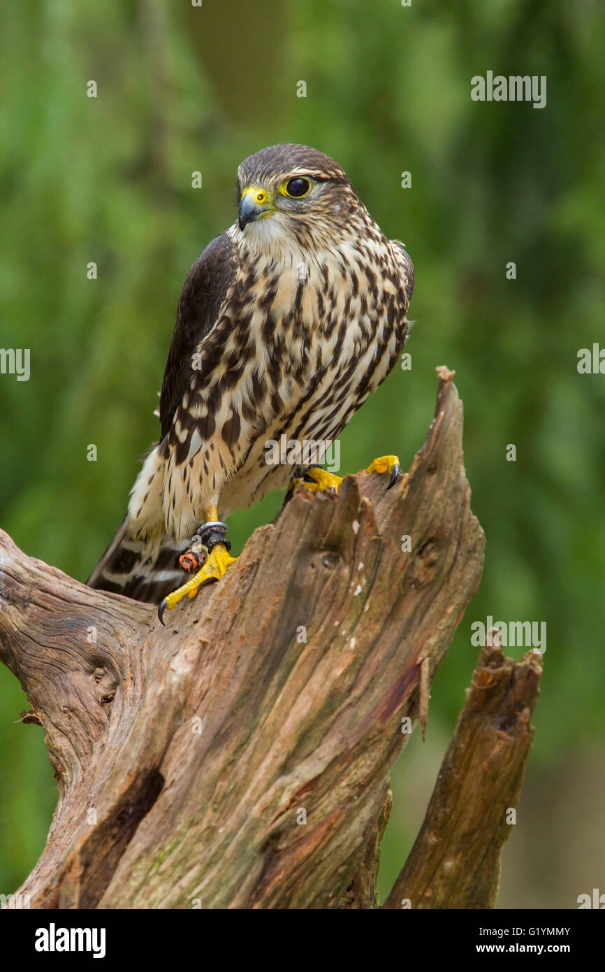 Merlin ontario hi-res stock photography and images - Alamy