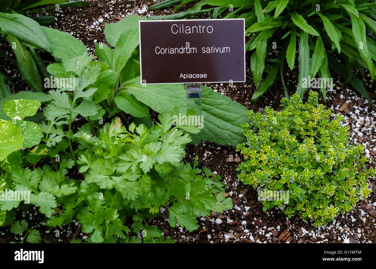 Cilantro herb garden hi-res stock photography and images - Alamy