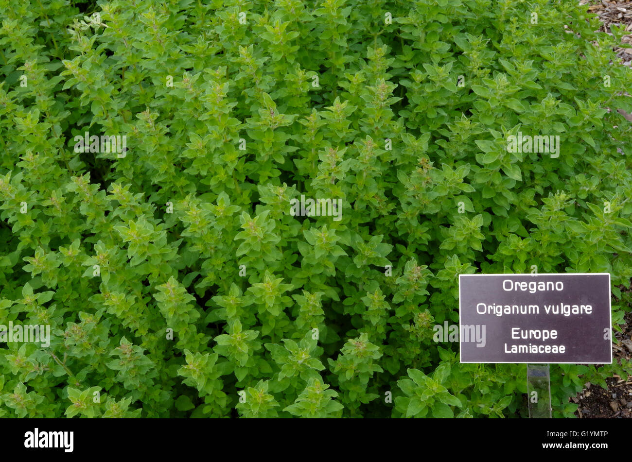 Fresh oregano herb hi-res stock photography and images - Alamy