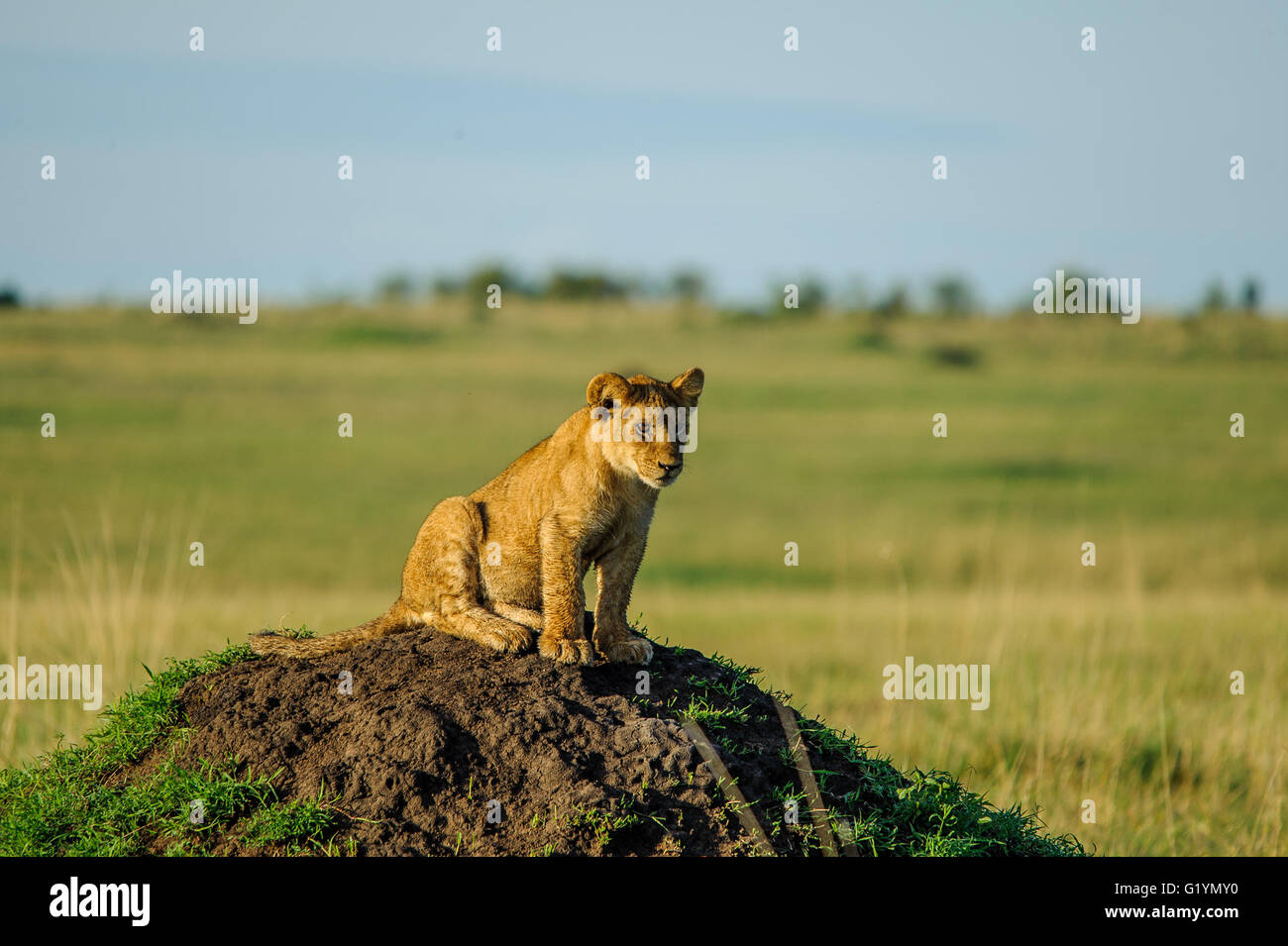 Lion on the Plains of Africa Stock Photo - Alamy