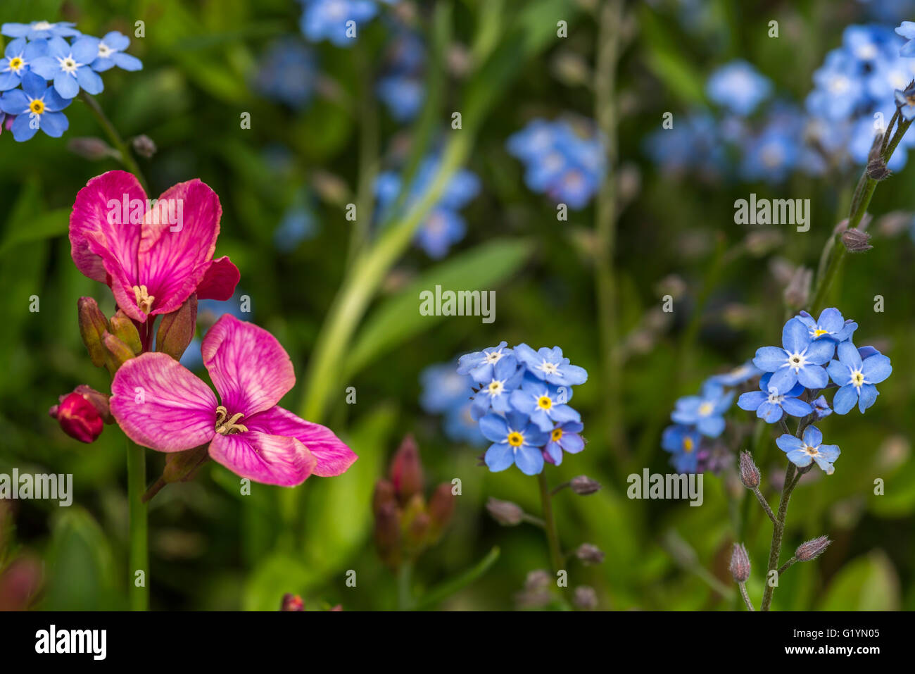Red and blue flowers from a english garden Stock Photo - Alamy