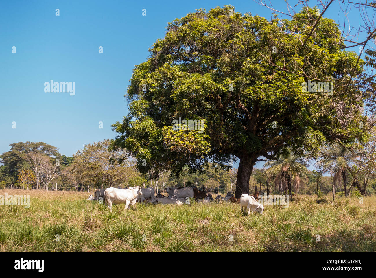 Cows shade under tree hi-res stock photography and images - Alamy