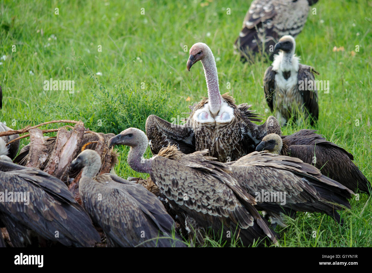 Vulture on the African Plains Stock Photo - Alamy