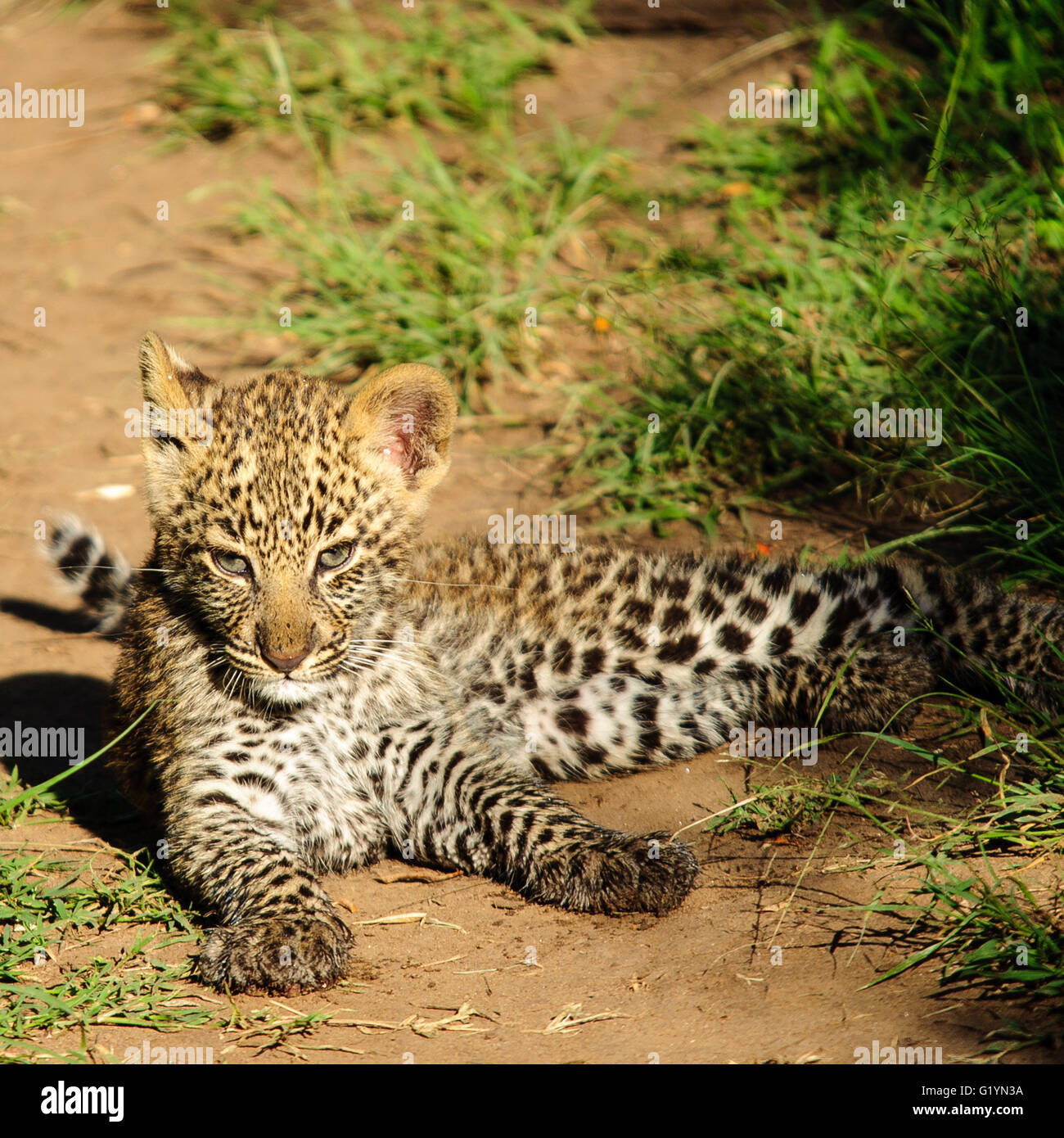 Leopard on the Plains of Africa Stock Photo - Alamy