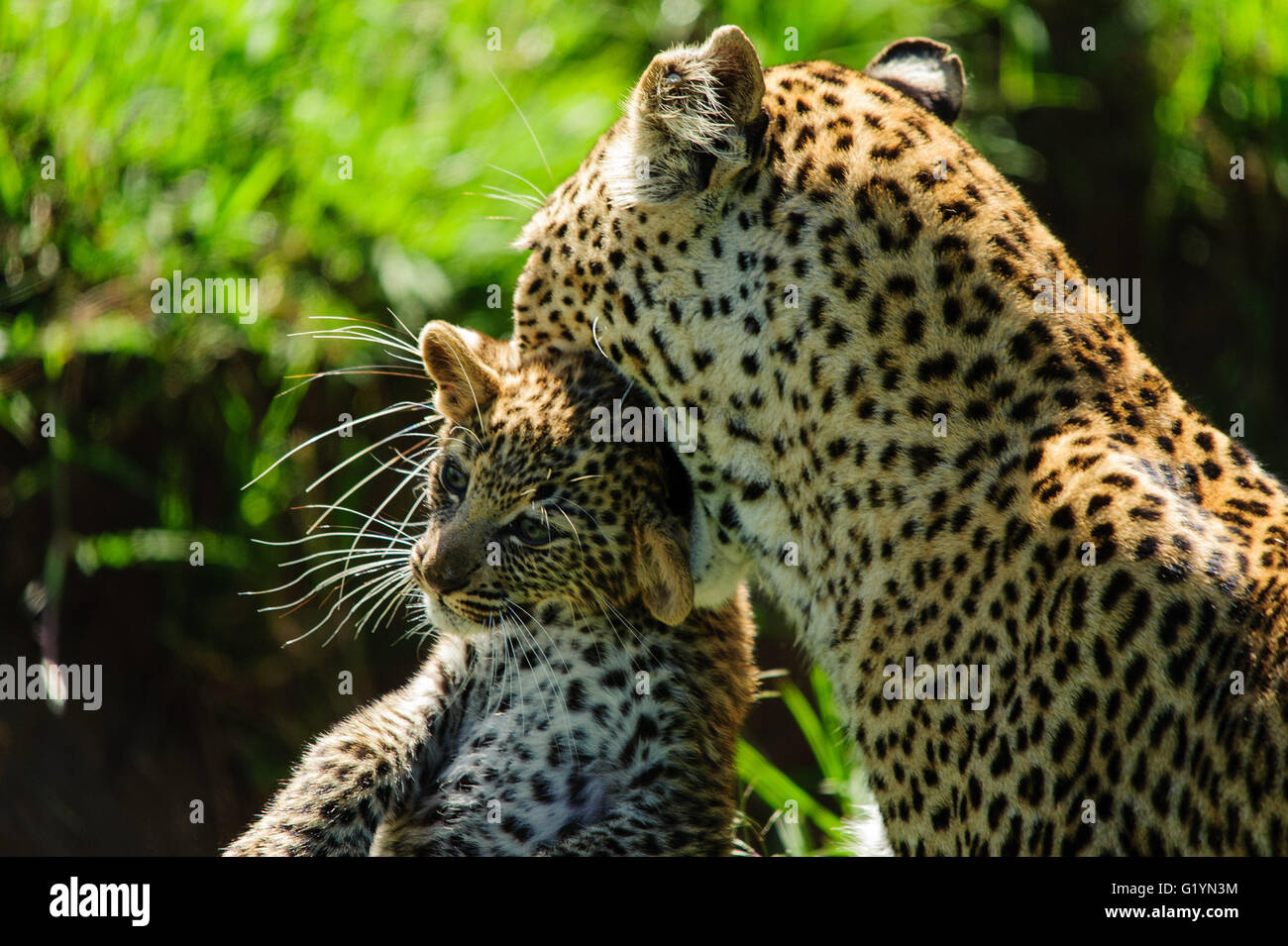 Leopard mum cub hi-res stock photography and images - Alamy