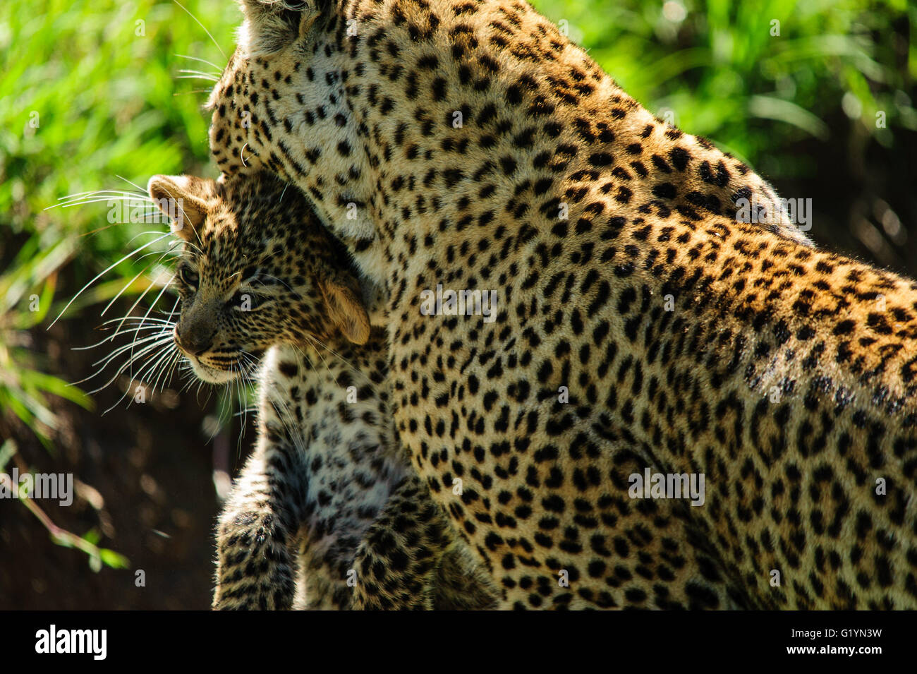 Leopard on the Plains of Africa Stock Photo - Alamy