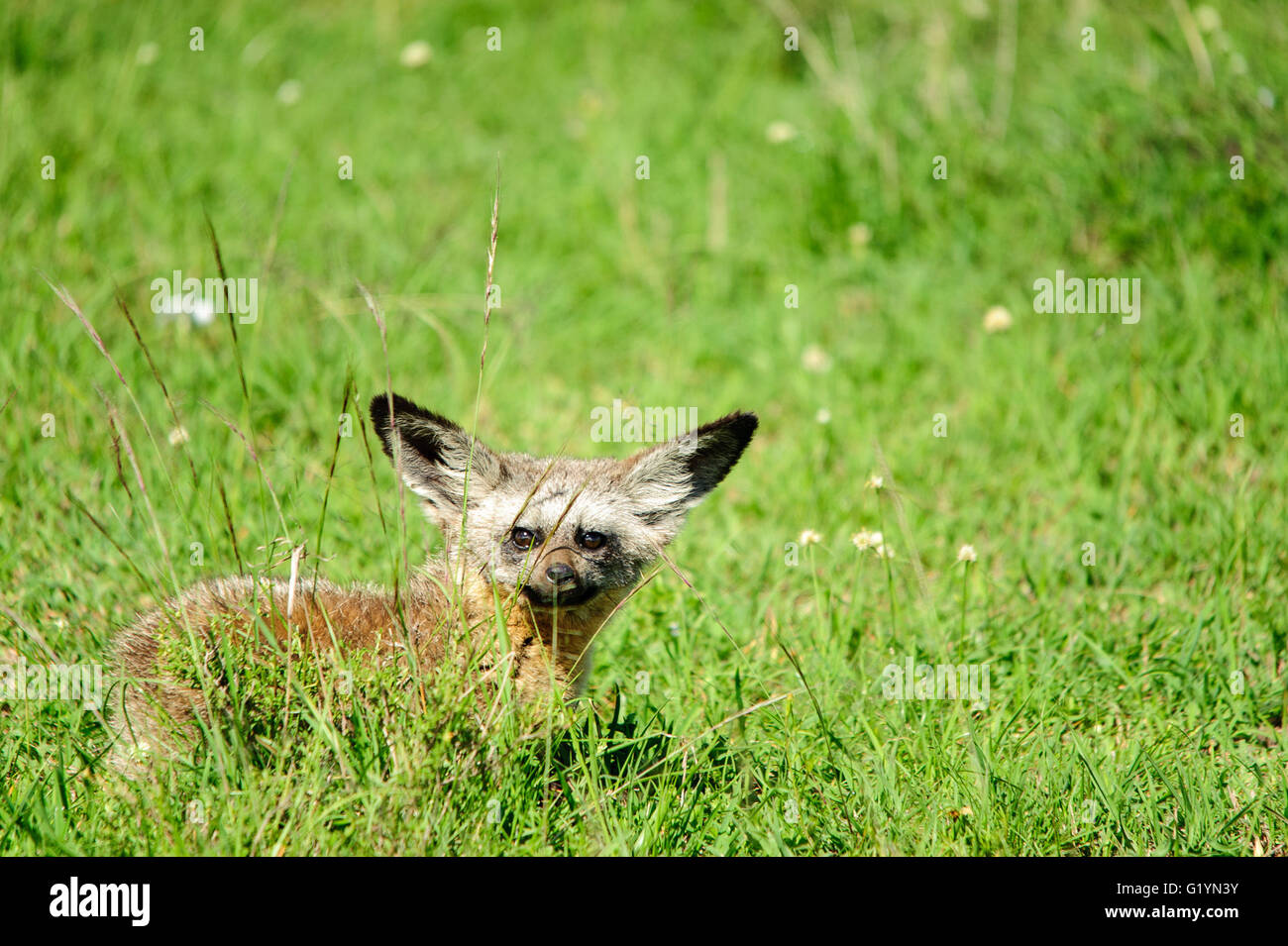Savannah fox hi-res stock photography and images - Alamy