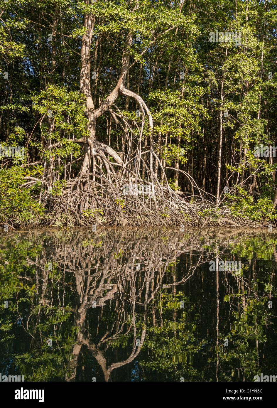 Mangrove swamp forest hi-res stock photography and images - Alamy
