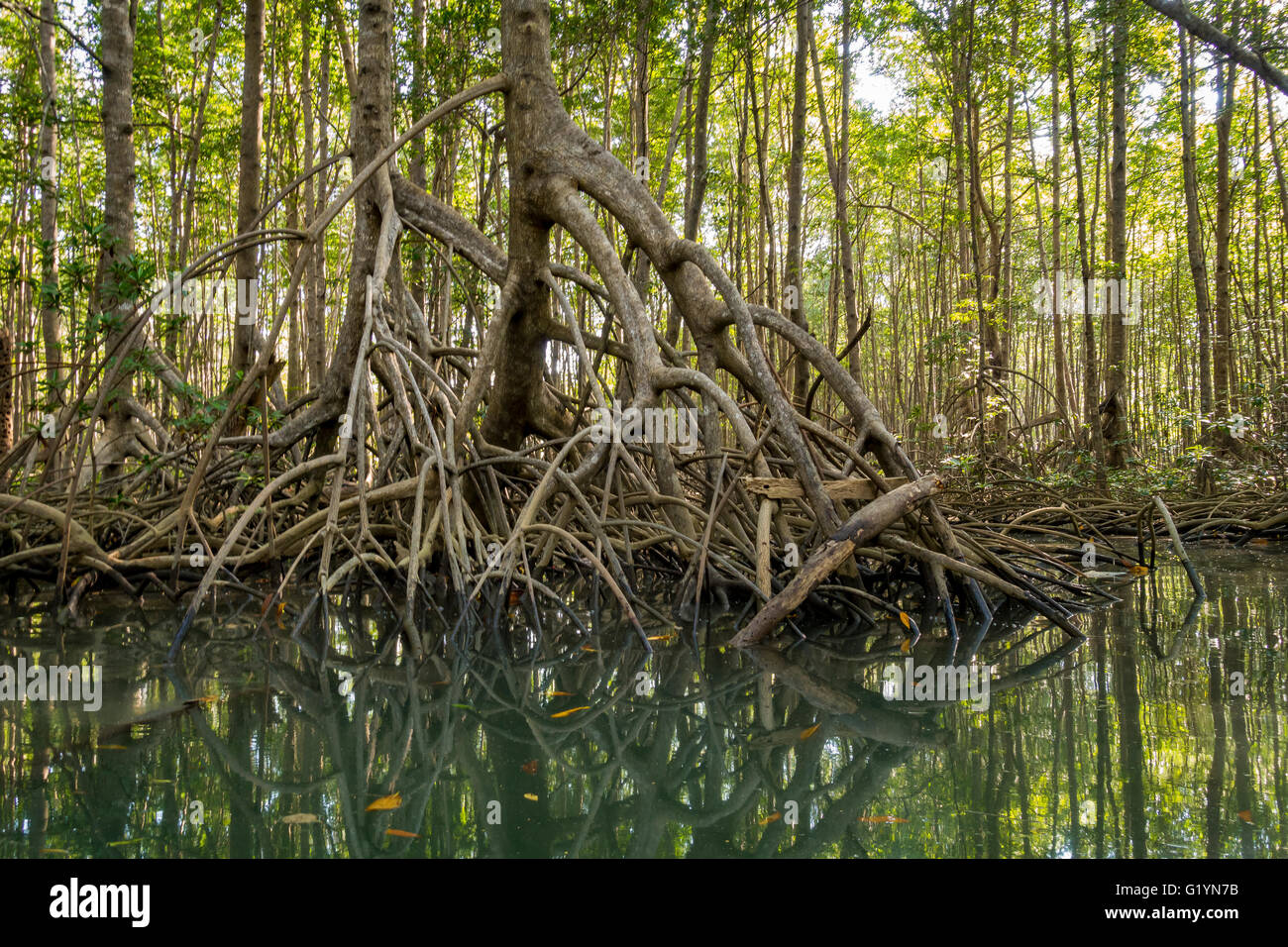 Mangrove swamp hi-res stock photography and images - Alamy