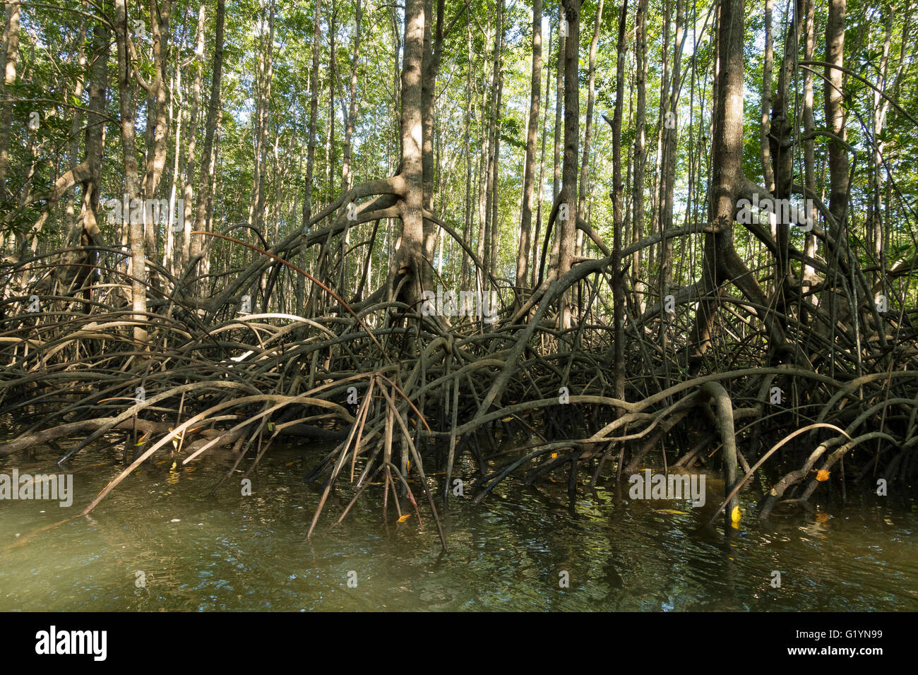 Mangrove swamp forest hi-res stock photography and images - Alamy