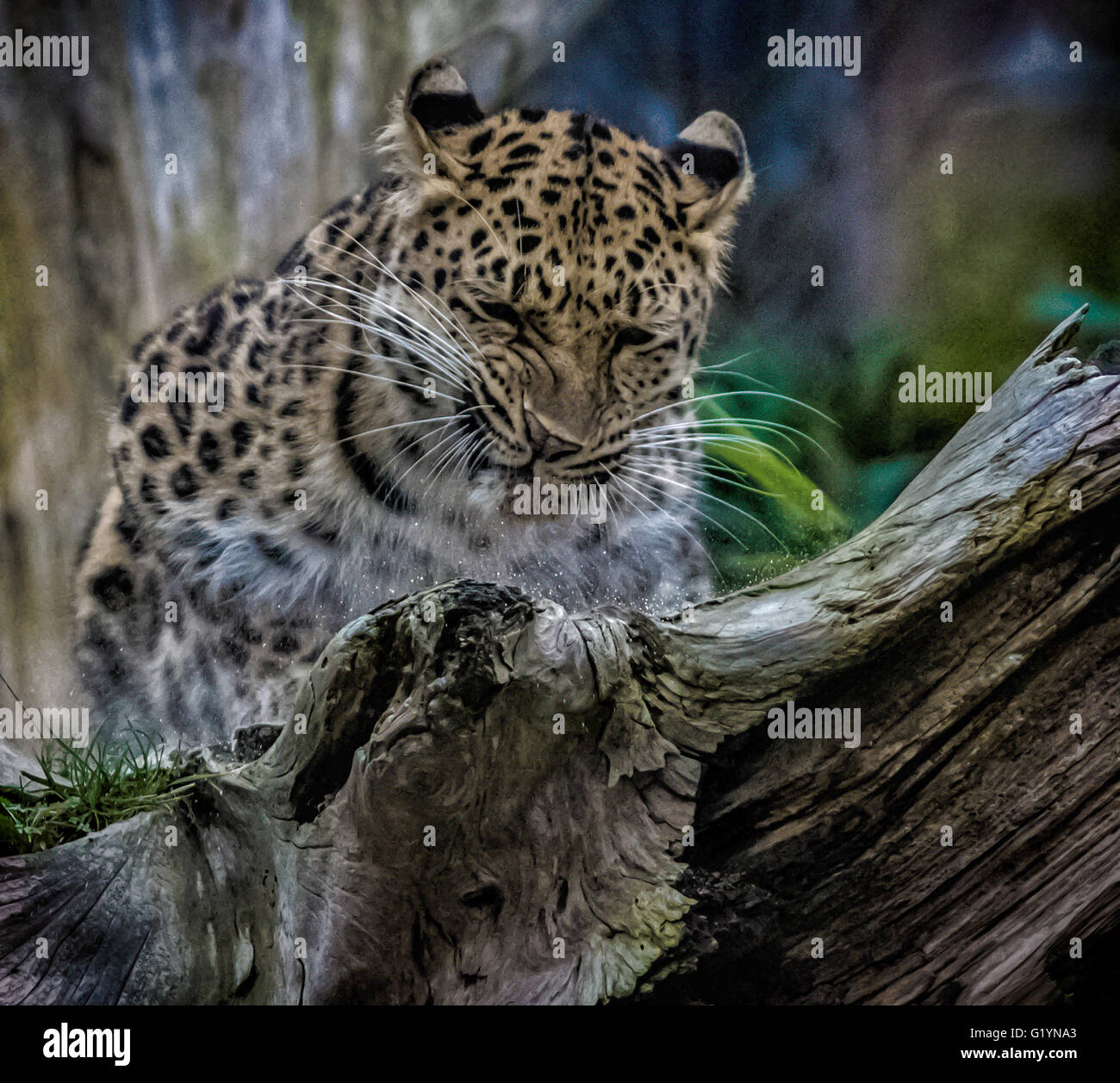 Leopards of amur hi-res stock photography and images - Alamy