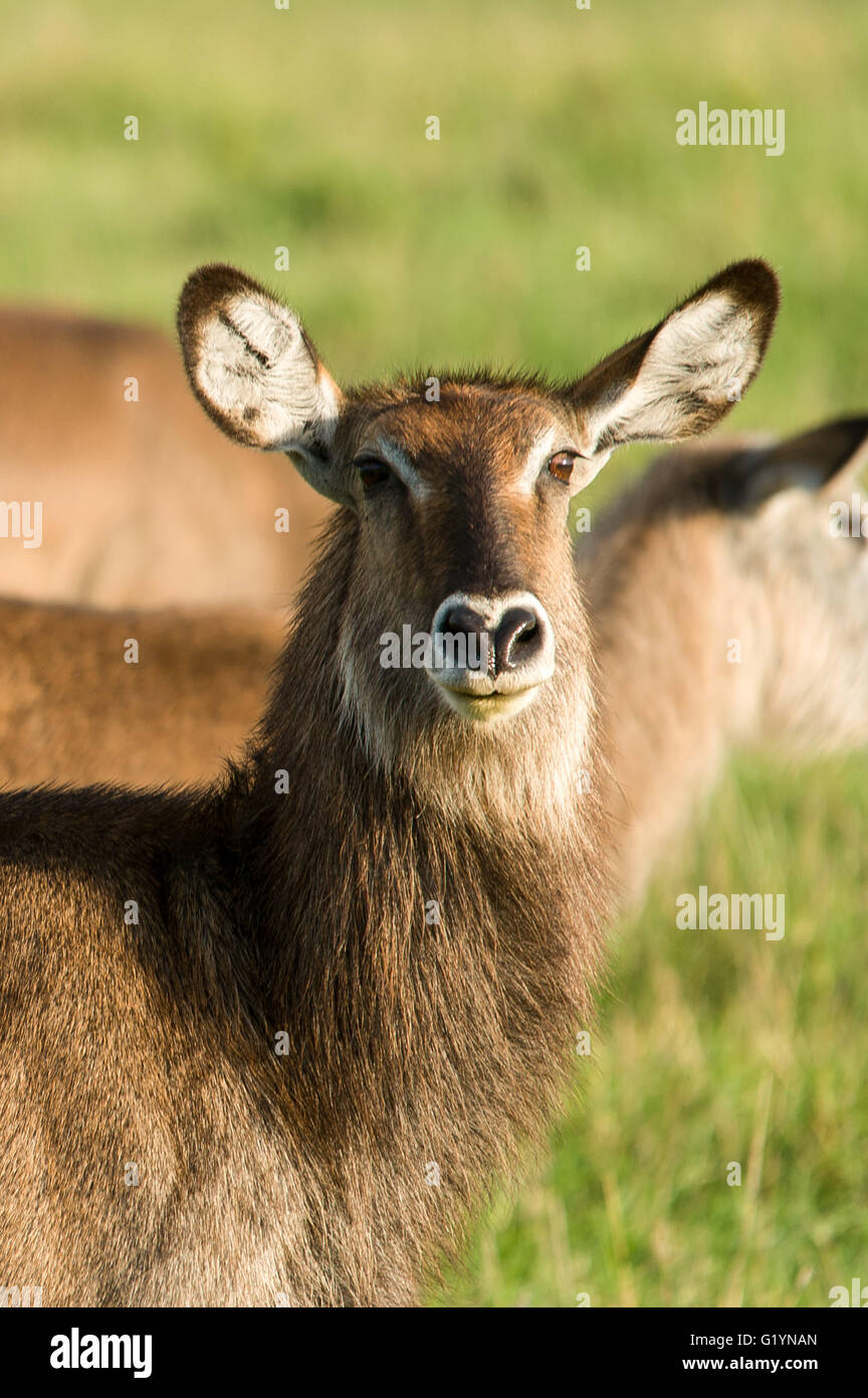 water buck on the African Savannah Stock Photo - Alamy