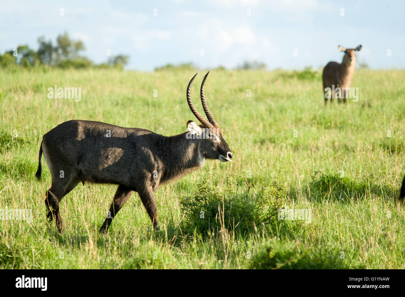Maasa mara hi-res stock photography and images - Alamy