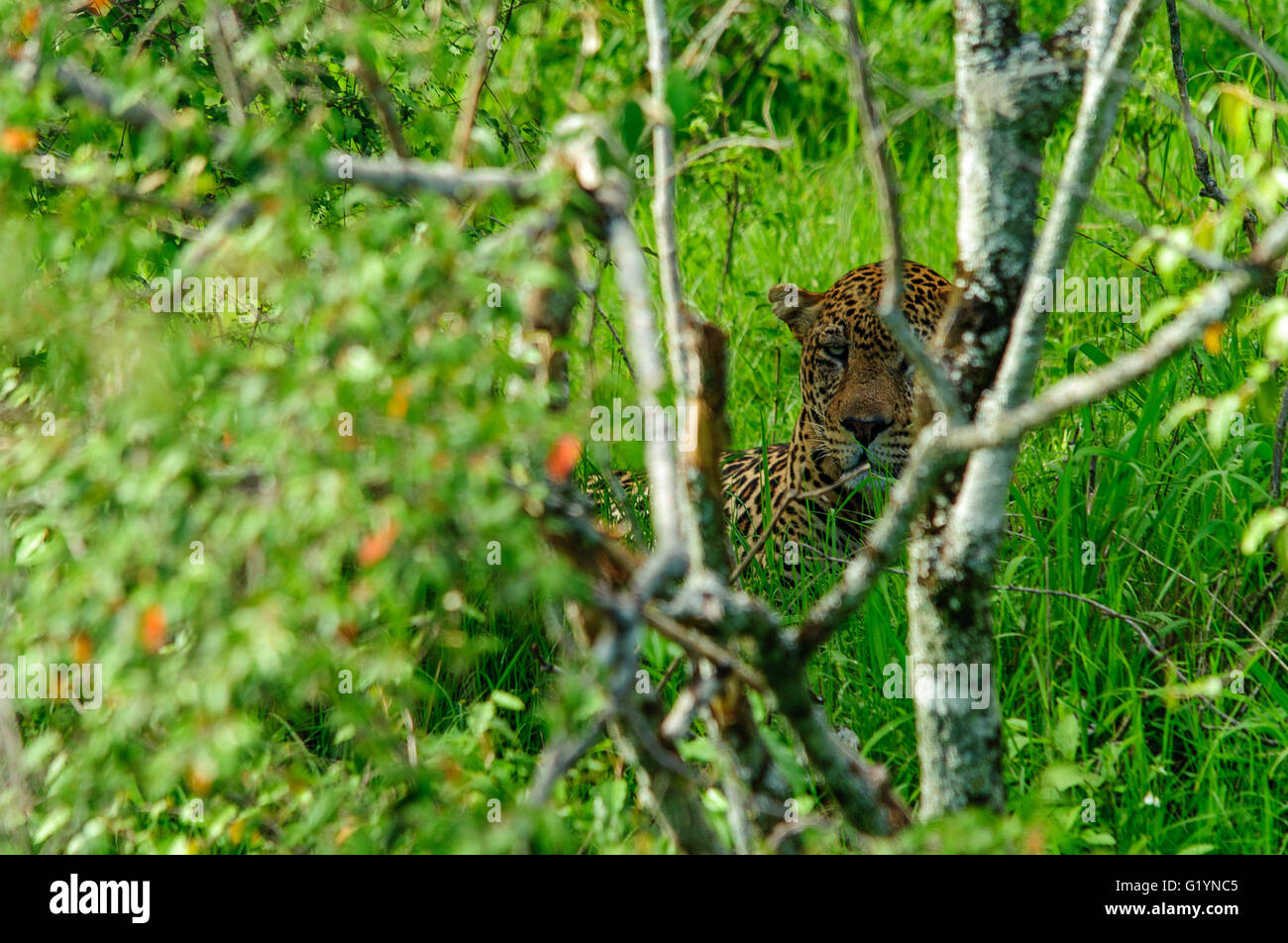 Leopard on the Plains of Africa Stock Photo - Alamy