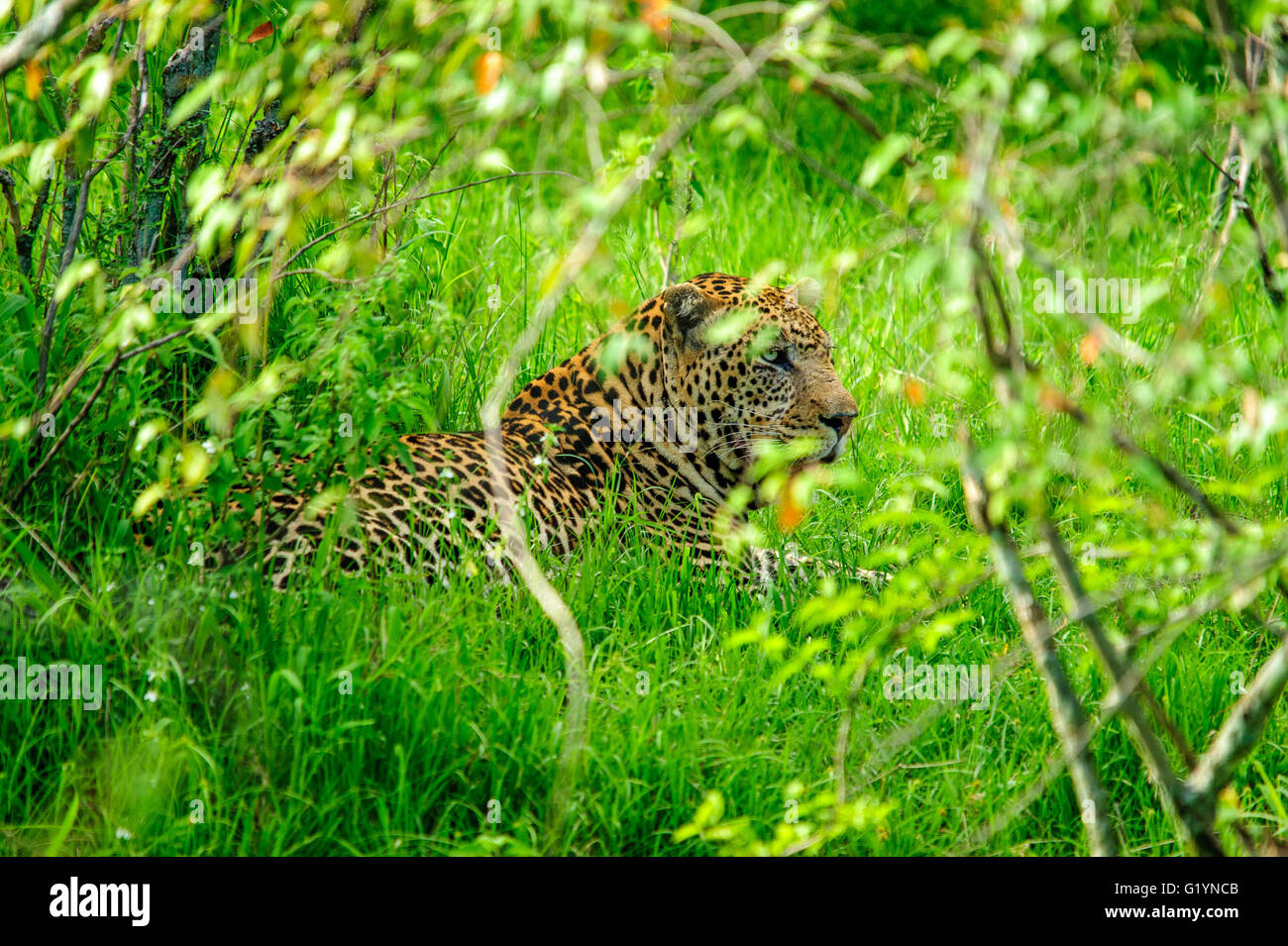 Leopard on the Plains of Africa Stock Photo - Alamy