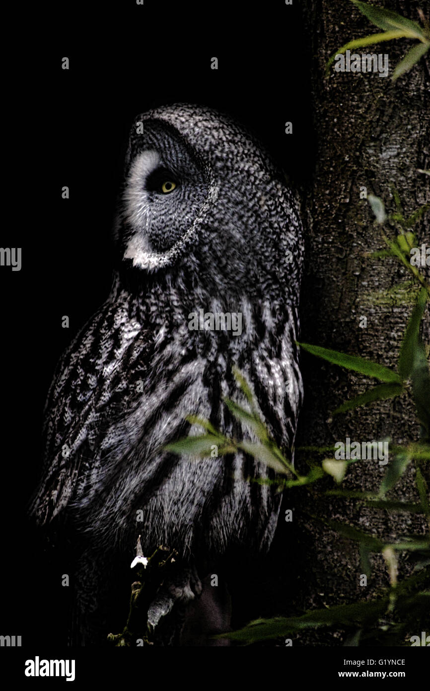 Owl walk hi-res stock photography and images - Alamy