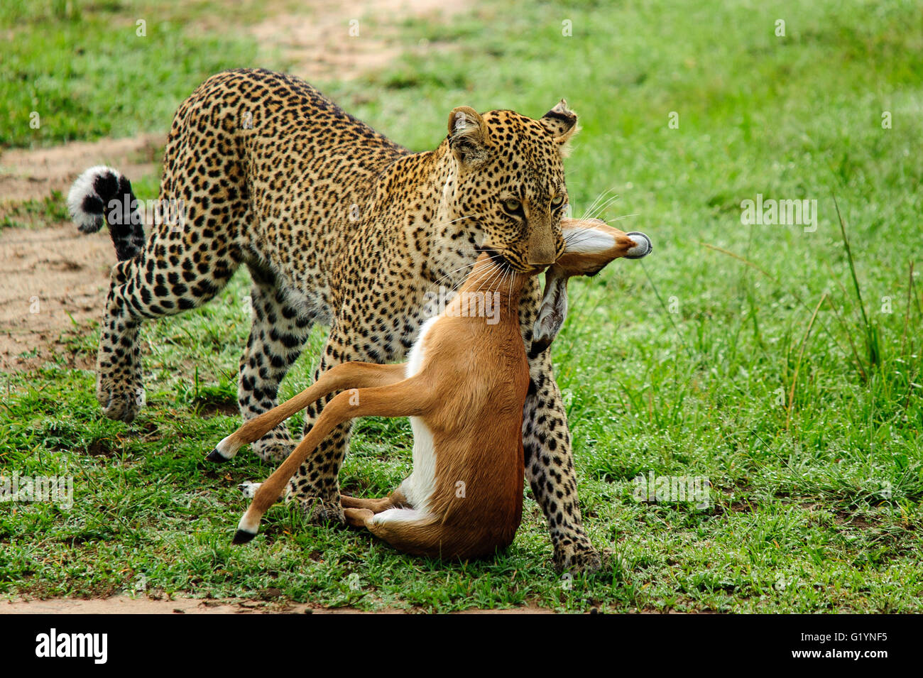 Leopard on the Plains of Africa Stock Photo - Alamy