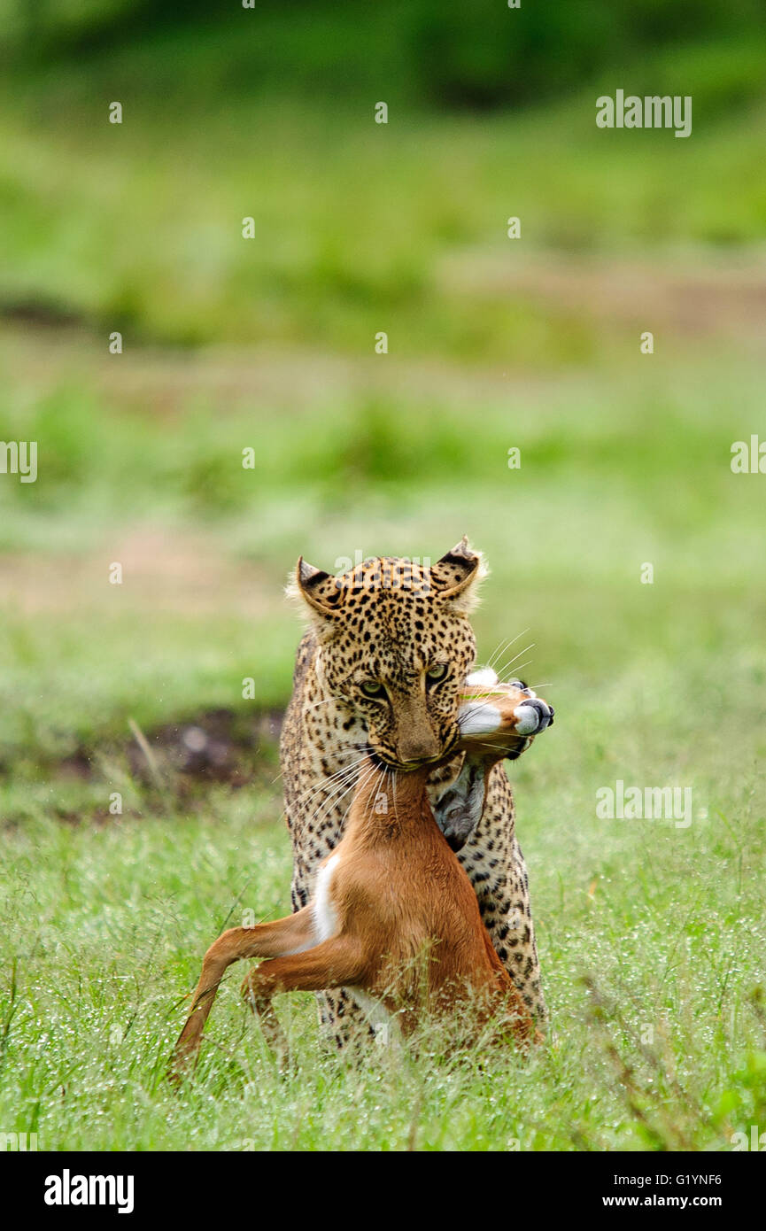 Leopard on the Plains of Africa Stock Photo - Alamy