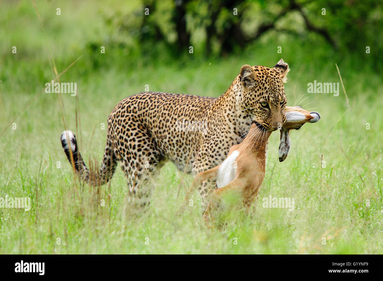 Leopard on the Plains of Africa Stock Photo - Alamy