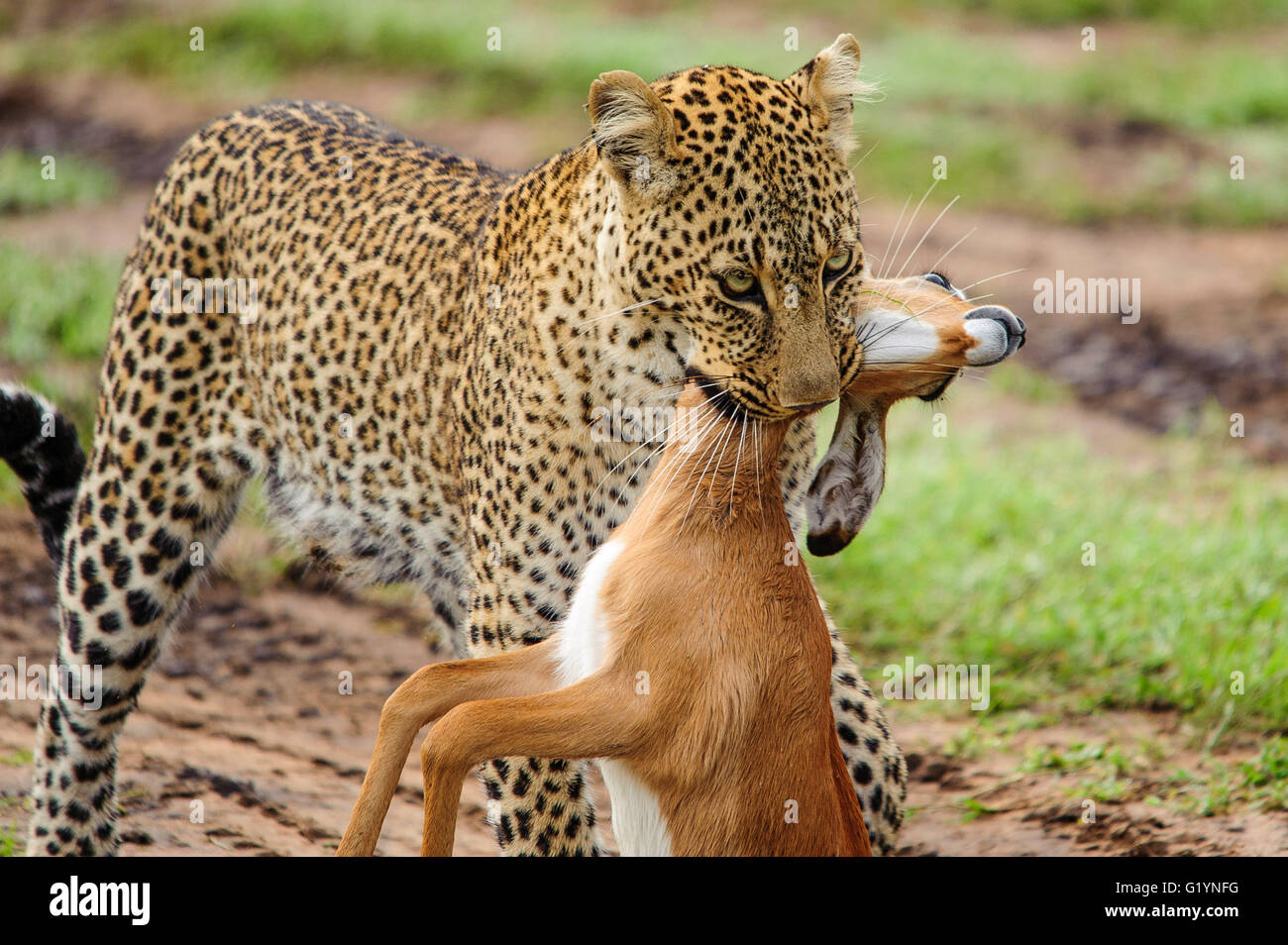 Leopard on the Plains of Africa Stock Photo - Alamy