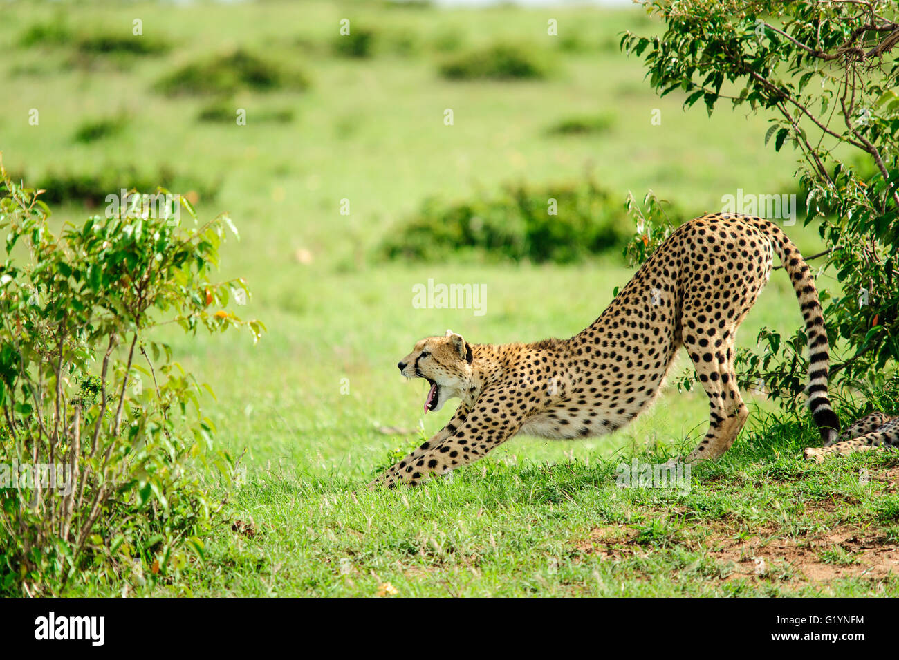 Cheetah on the Plains of Africa Stock Photo - Alamy