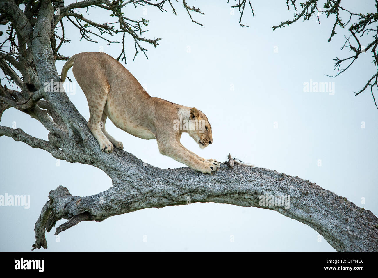 Lioness in a tree Stock Photo - Alamy
