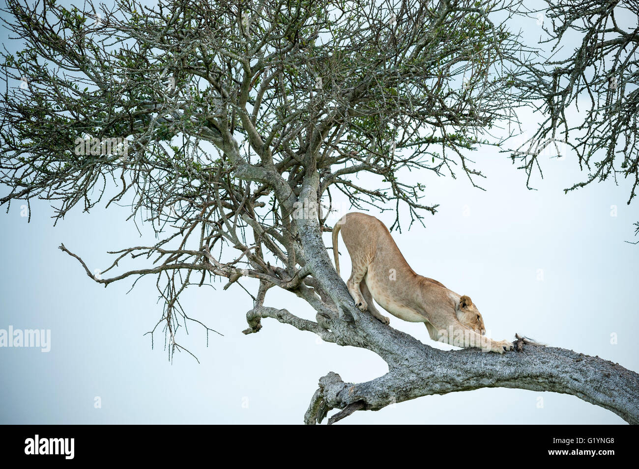 Lioness in a tree Stock Photo - Alamy