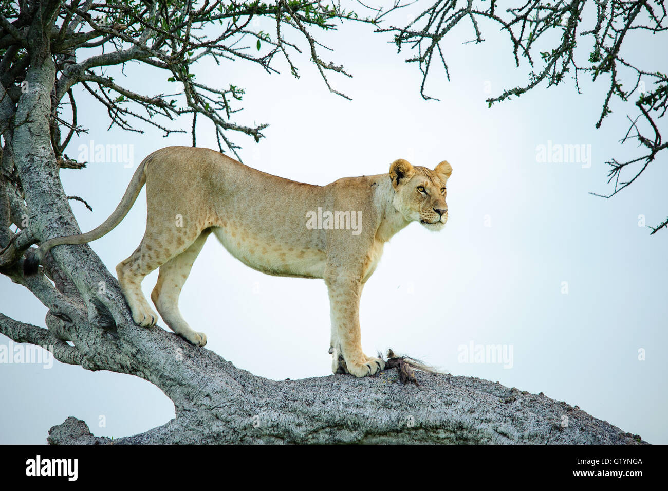 Lioness in a tree Stock Photo - Alamy