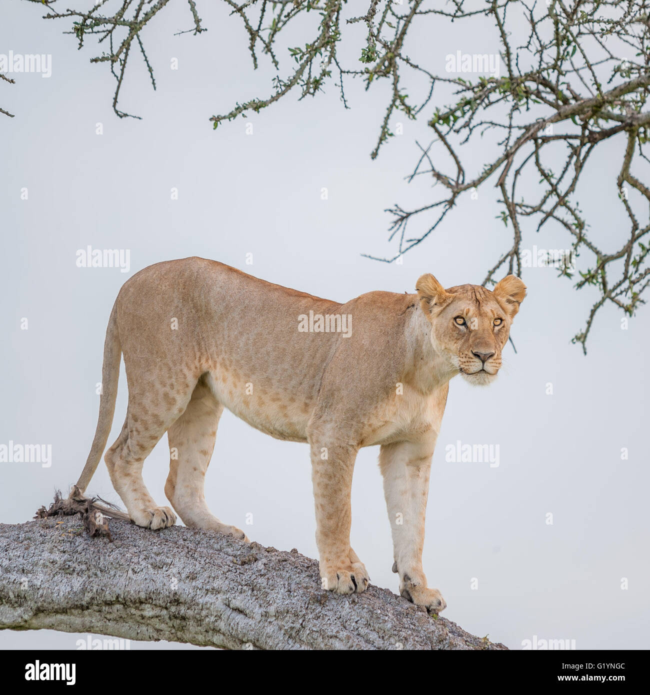 Lioness in a tree Stock Photo - Alamy