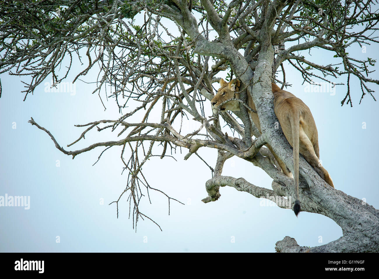 Lioness in a tree Stock Photo - Alamy