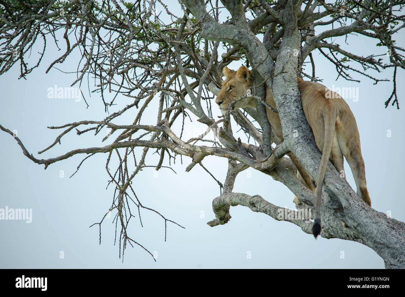 Lioness in a tree Stock Photo - Alamy